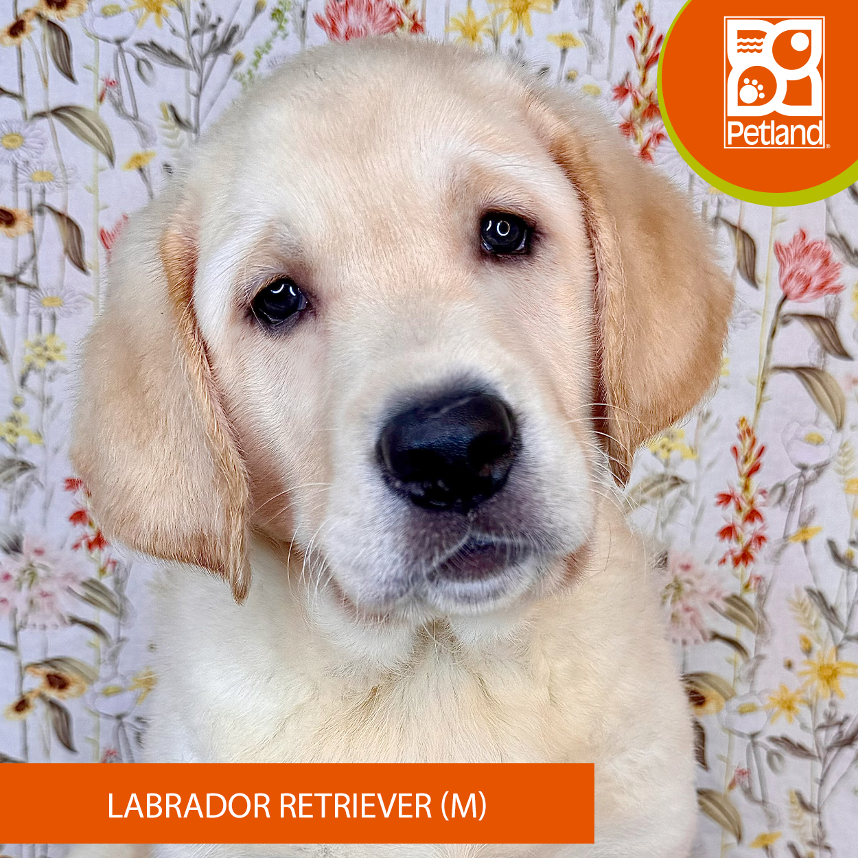 Petland Chillicothe, Ohio - Buy Puppies, Pet Supplies & Food