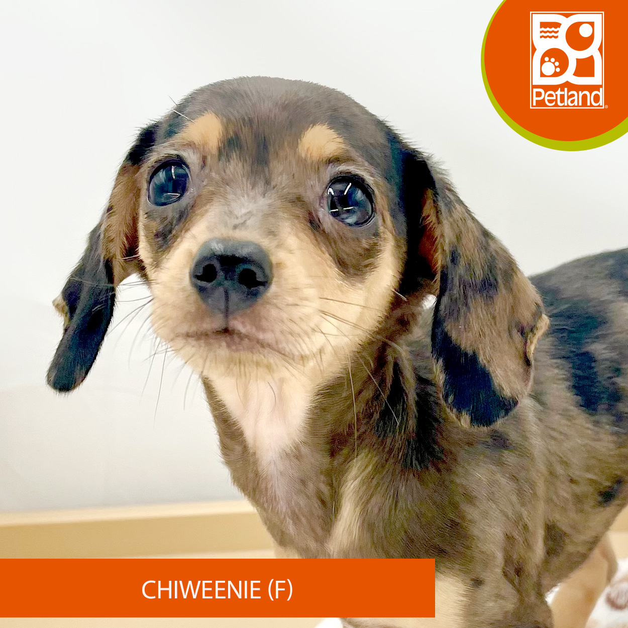 Chiweenie Puppies For Sale - Petland Chillicothe, Ohio